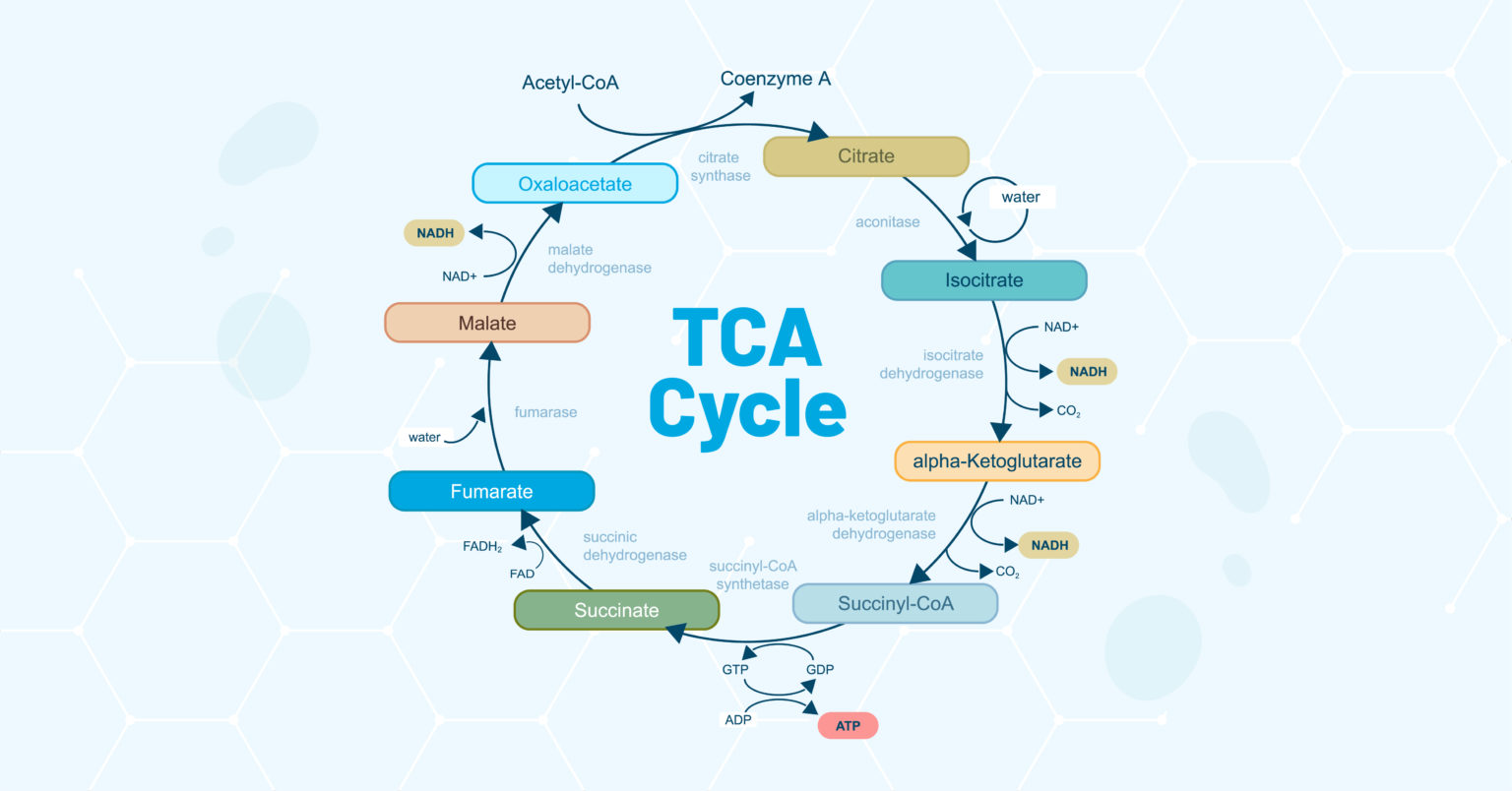 The TCA Cycle: Deciding Cell Fate and Function and More - Redox Medical Group