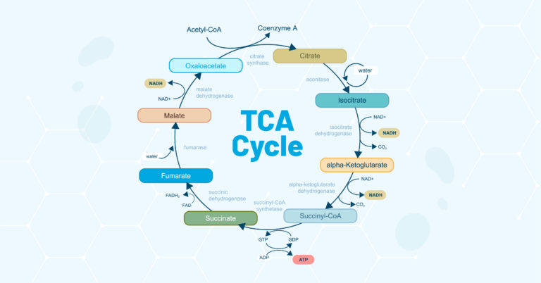 The TCA Cycle: Deciding Cell Fate and Function and More - Redox Medical ...