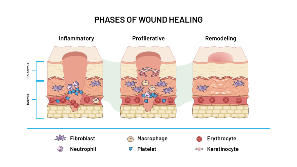 A Deep Dive into Your Skin Layers and the Benefits of the Redox Facial ...