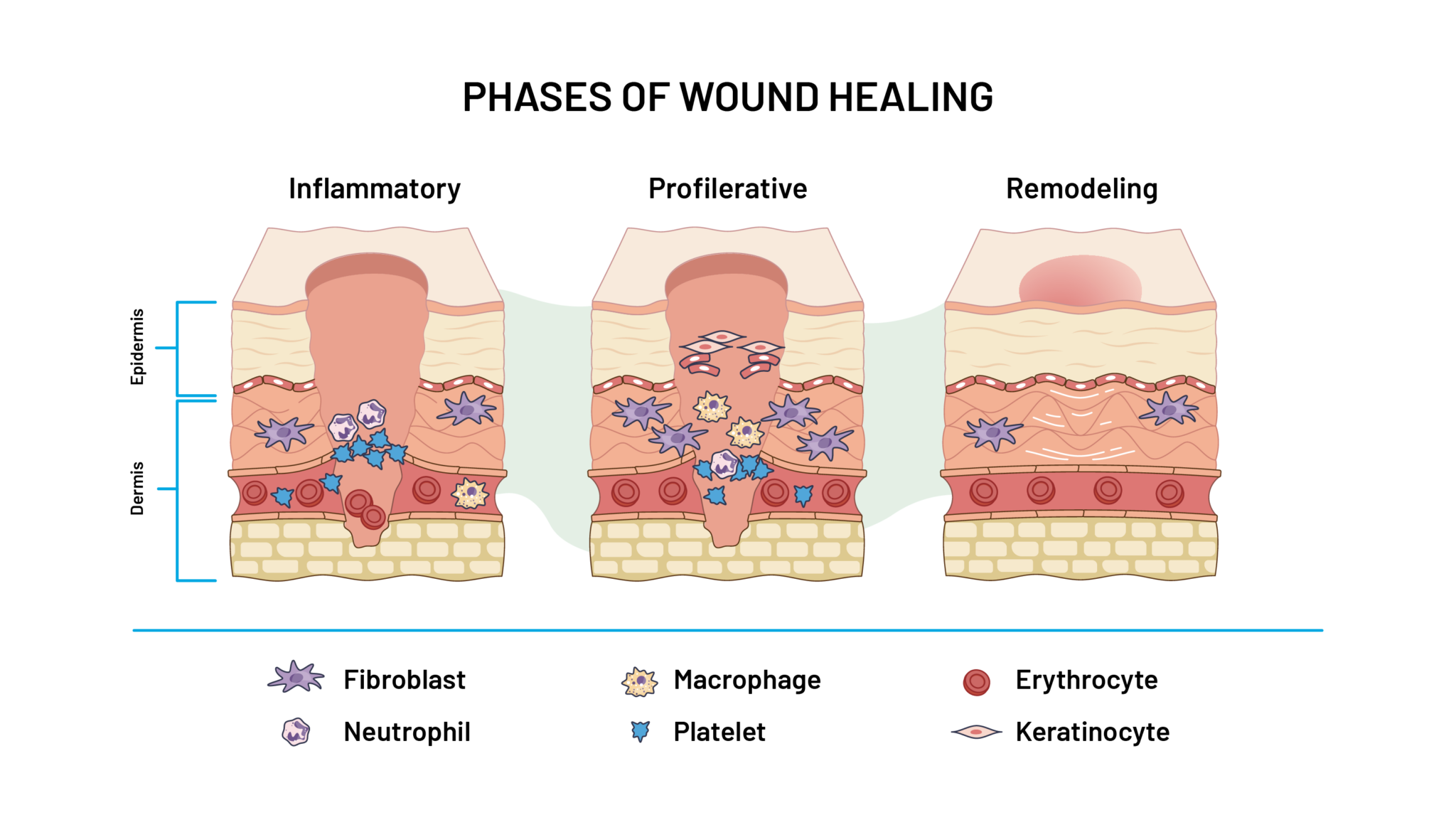 A Deep Dive into Your Skin Layers and the Benefits of the Redox Facial ...