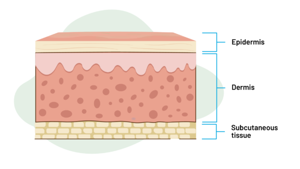 A Deep Dive into Your Skin Layers and the Benefits of the Redox Facial ...